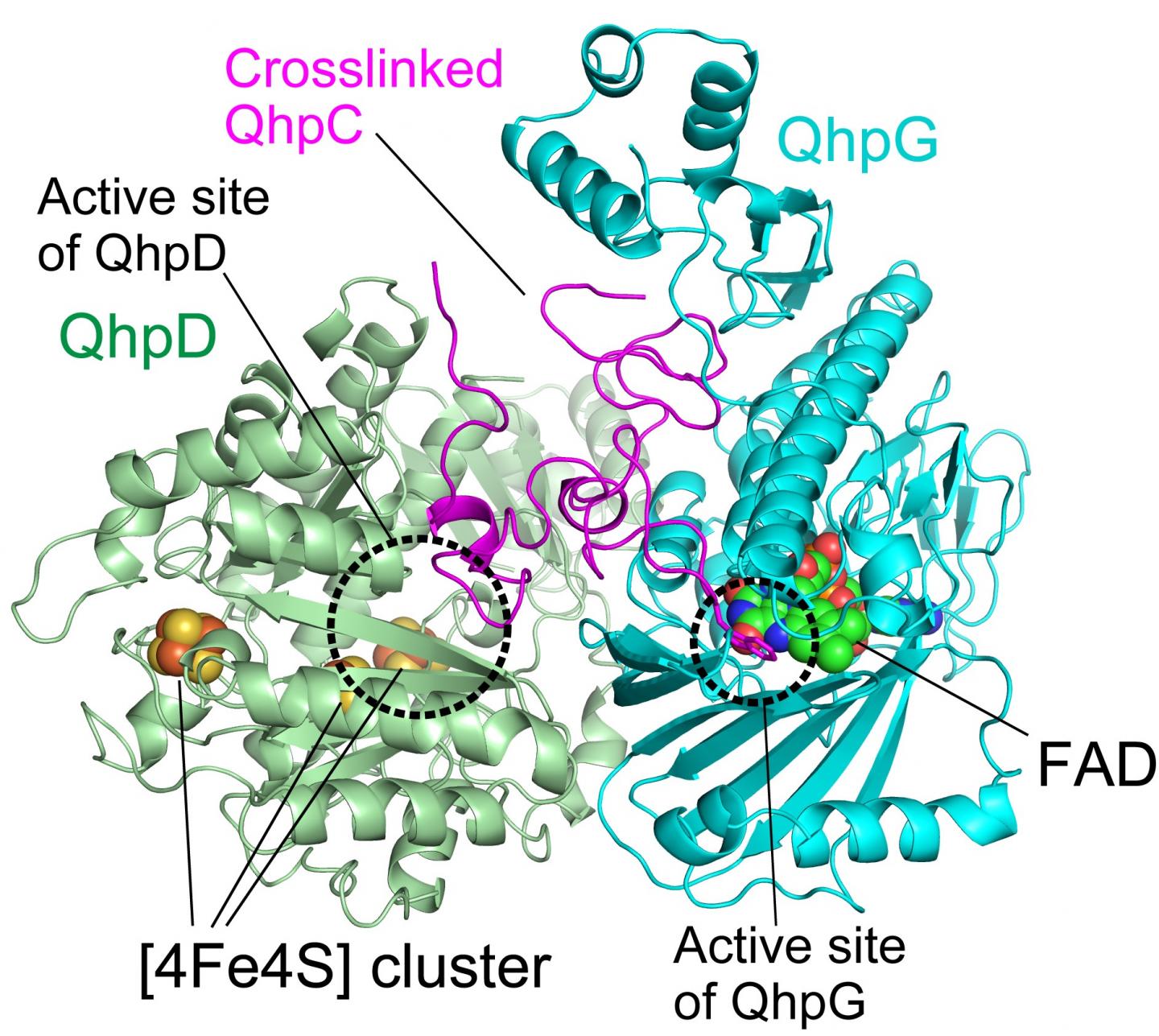 Fig. 2 [IMAGE] | EurekAlert! Science News Releases