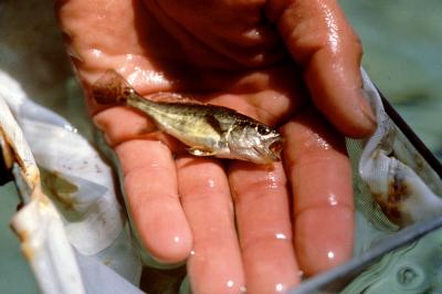 A Mysterious Effect of Ocean Acidification (1 | EurekAlert!