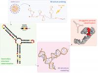 RNA structures of coronavirus reveal potentia | EurekAlert!