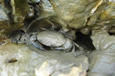 Mudcrab on Oyster Reef [IMAGE] | EurekAlert! Science News Releases