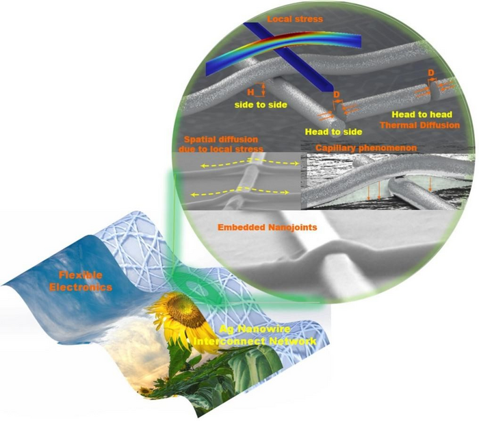 Morphological characteristics [IMAGE] | EurekAlert! Science News Releases