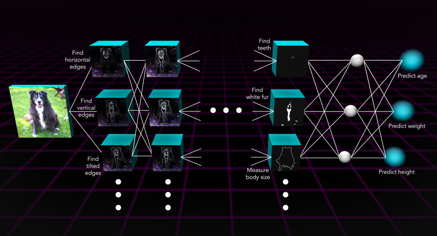 Neural Nets [IMAGE] | EurekAlert! Science News Releases
