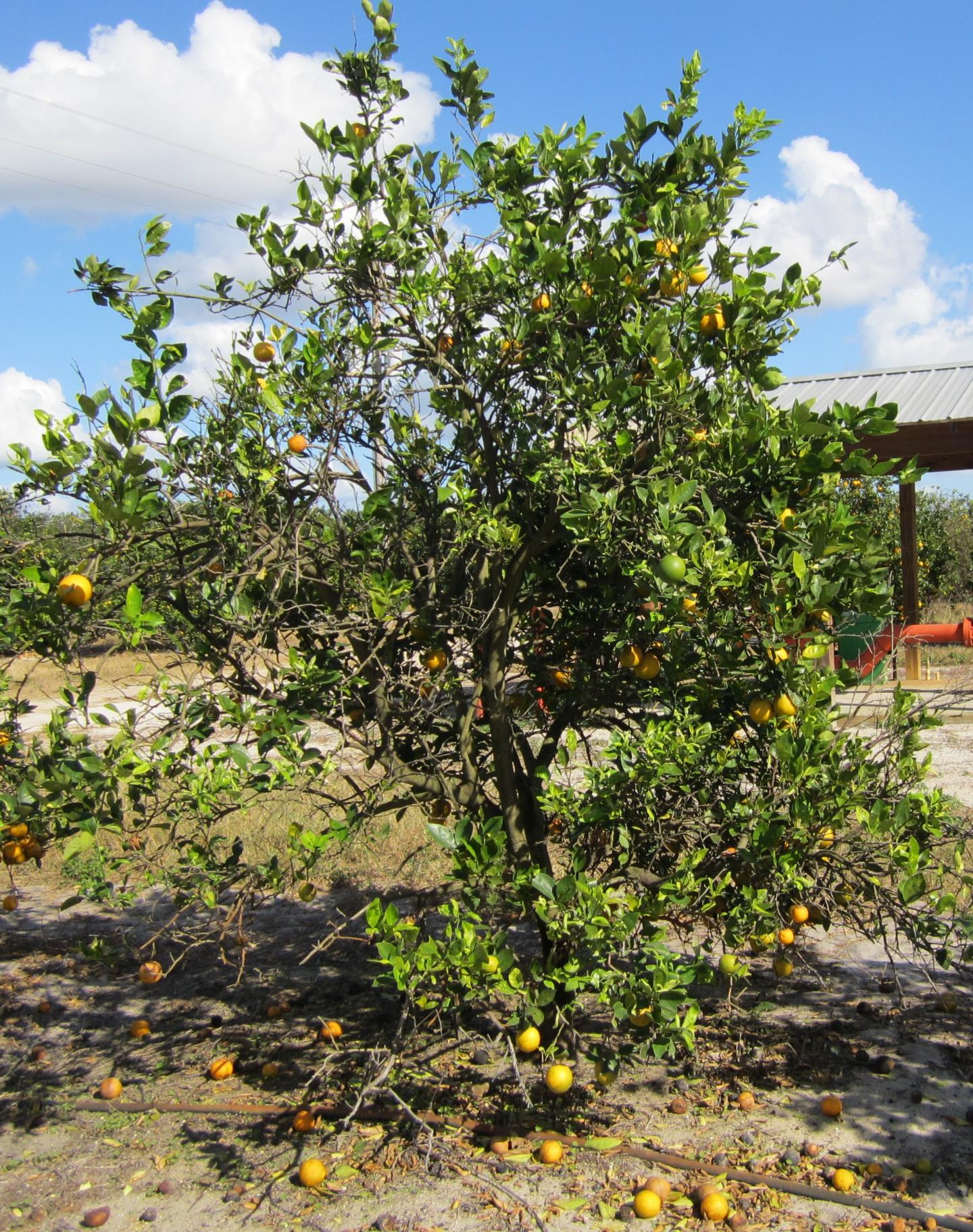 How huanglongbing affects oranges' detachment | EurekAlert!