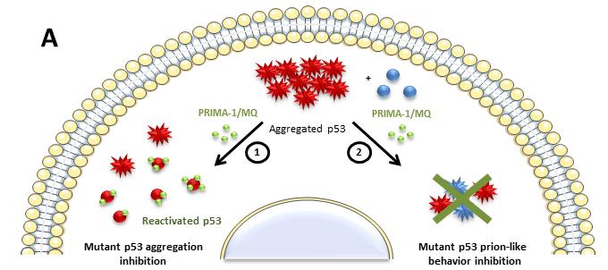 PRIMA-1 Effects [IMAGE] | EurekAlert! Science News Releases