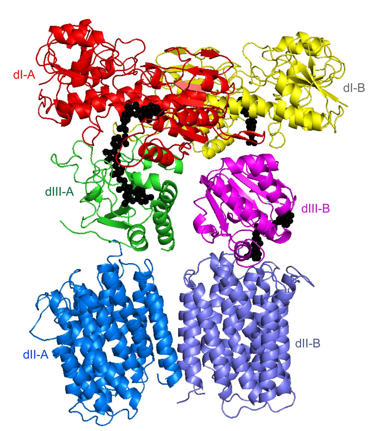 Detox Protein Contains Work-Sharing Structure | EurekAlert!