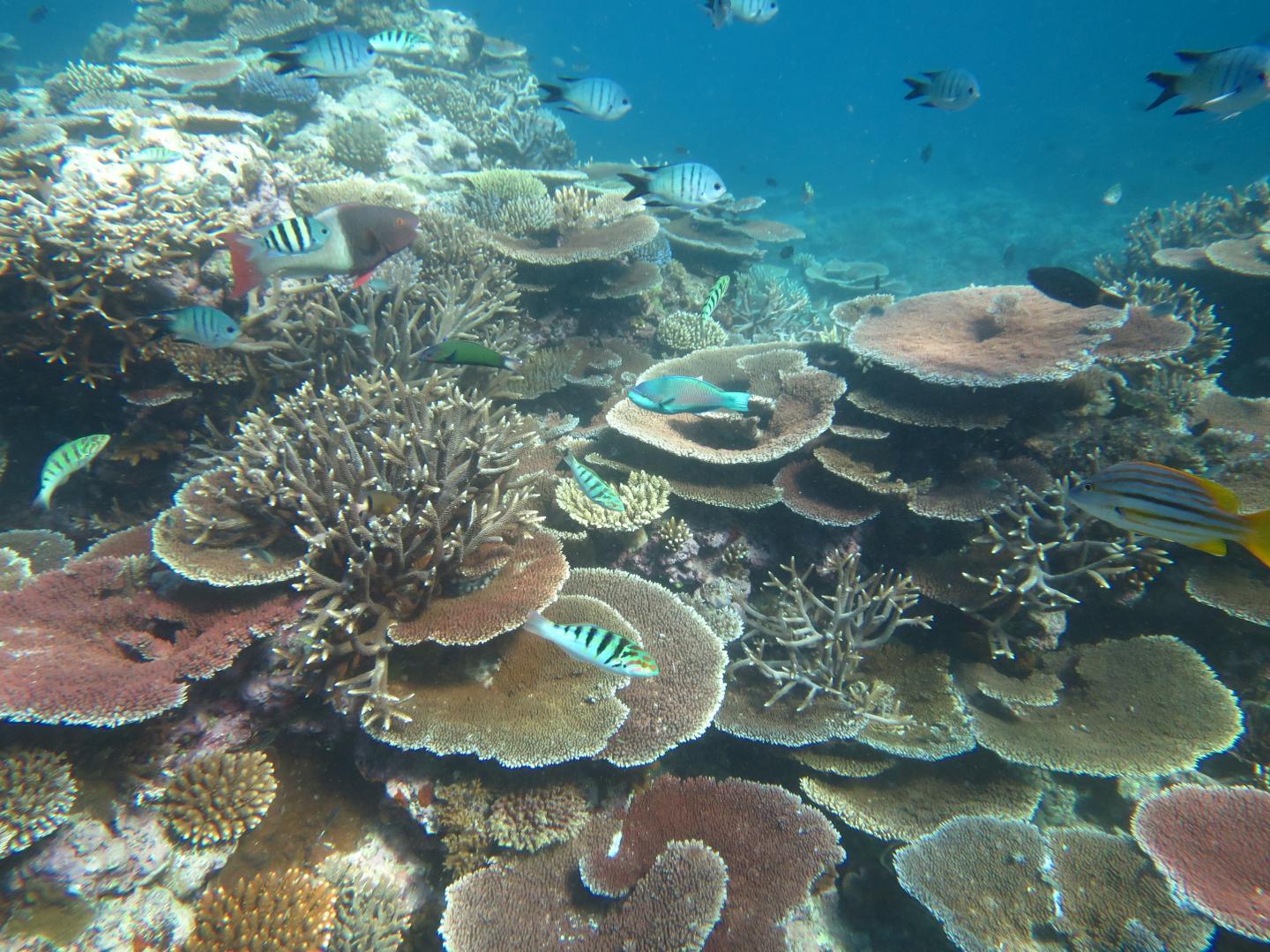 Table corals [IMAGE] | EurekAlert! Science News Releases