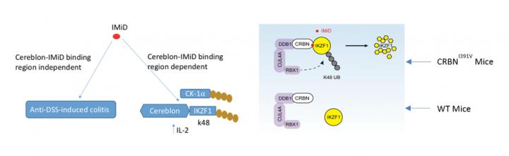 Figure: Two Different Pathways [IMAGE] | EurekAlert! Science News Releases