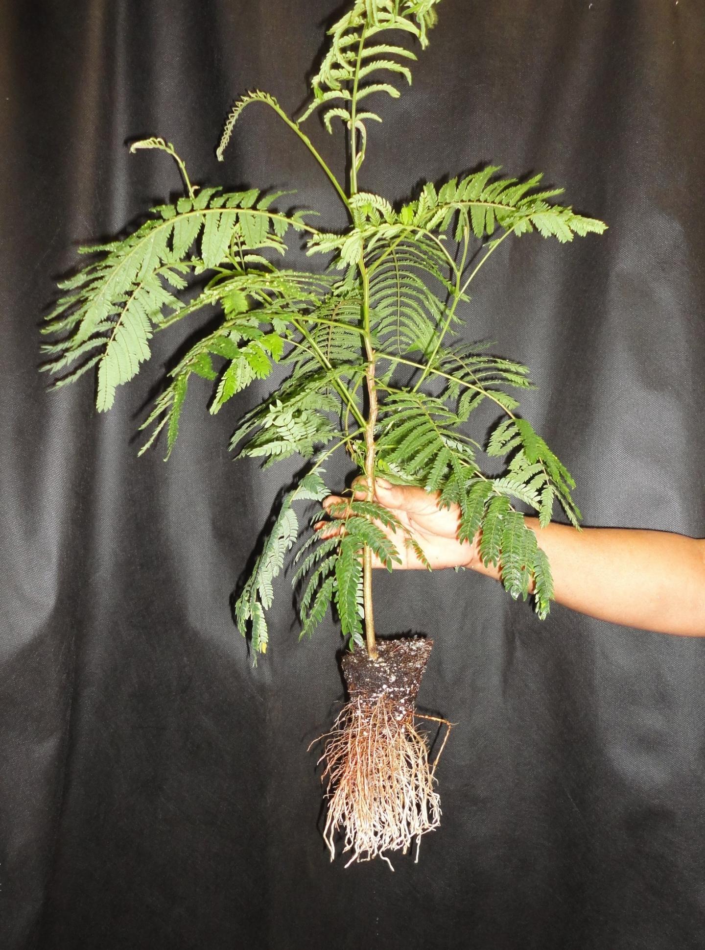 Container design important for endangered pla | EurekAlert!