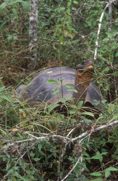 Hybrid Tortoise on Volcano Wol [IMAGE] | EurekAlert! Science News Releases
