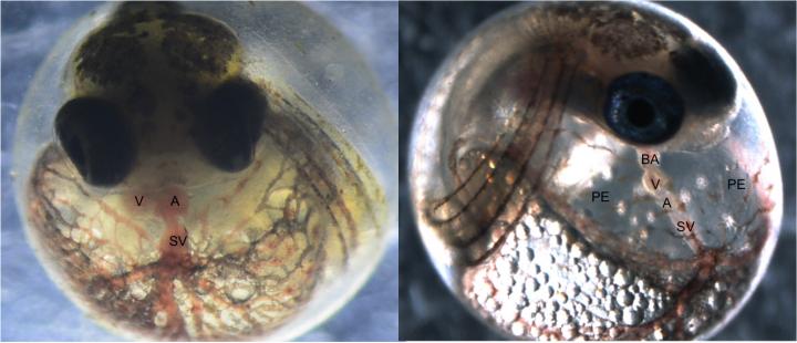 Killifish Embryo cComparison [IMAGE] | EurekAlert! Science News Releases