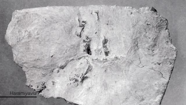 High-tech analysis of proto-mammal fossil cla | EurekAlert!