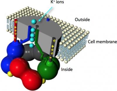 Transmembrane Ion Channel [IMAGE] | EurekAlert! Science News Releases