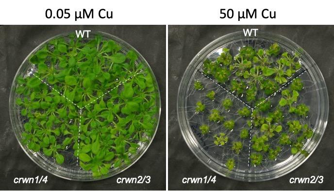 Crowded Nuclei Proteins also I [IMAGE] | EurekAlert! Science News Releases