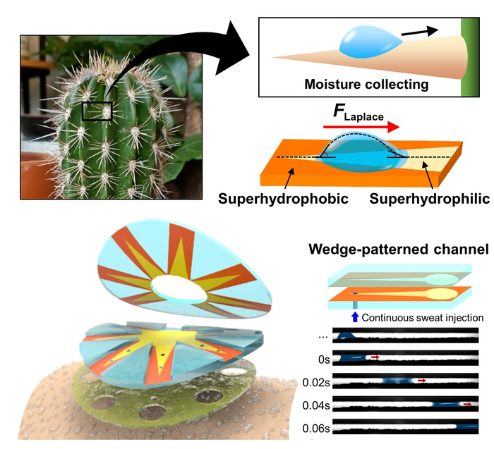 Sweat-collecting patch inspired by cactus spi | EurekAlert!