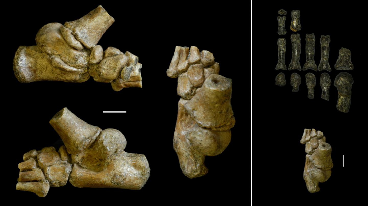 Foot Fossil of Juvenile Hominin Exhibits Ape- | EurekAlert!