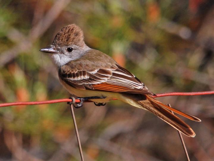 Ash-Throated Flycatcher [IMAGE] | EurekAlert! Science News Releases