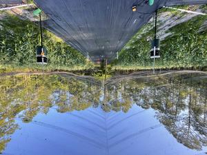 Laser scarecrows make birds see red | EurekAlert!