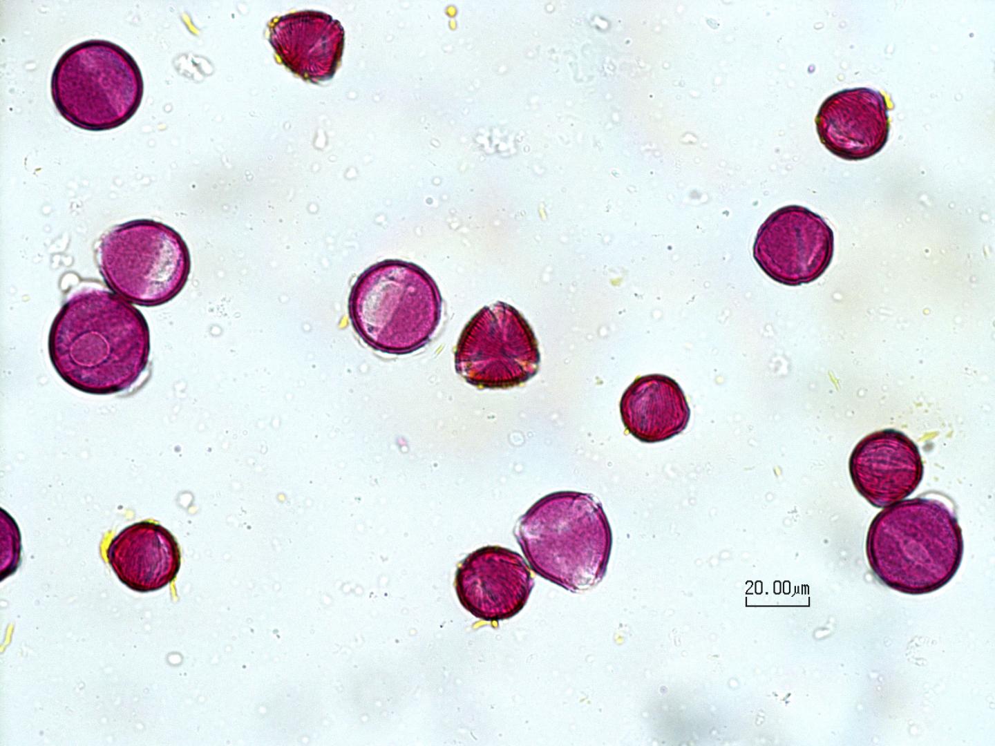 Close up of Pollen [IMAGE] | EurekAlert! Science News Releases