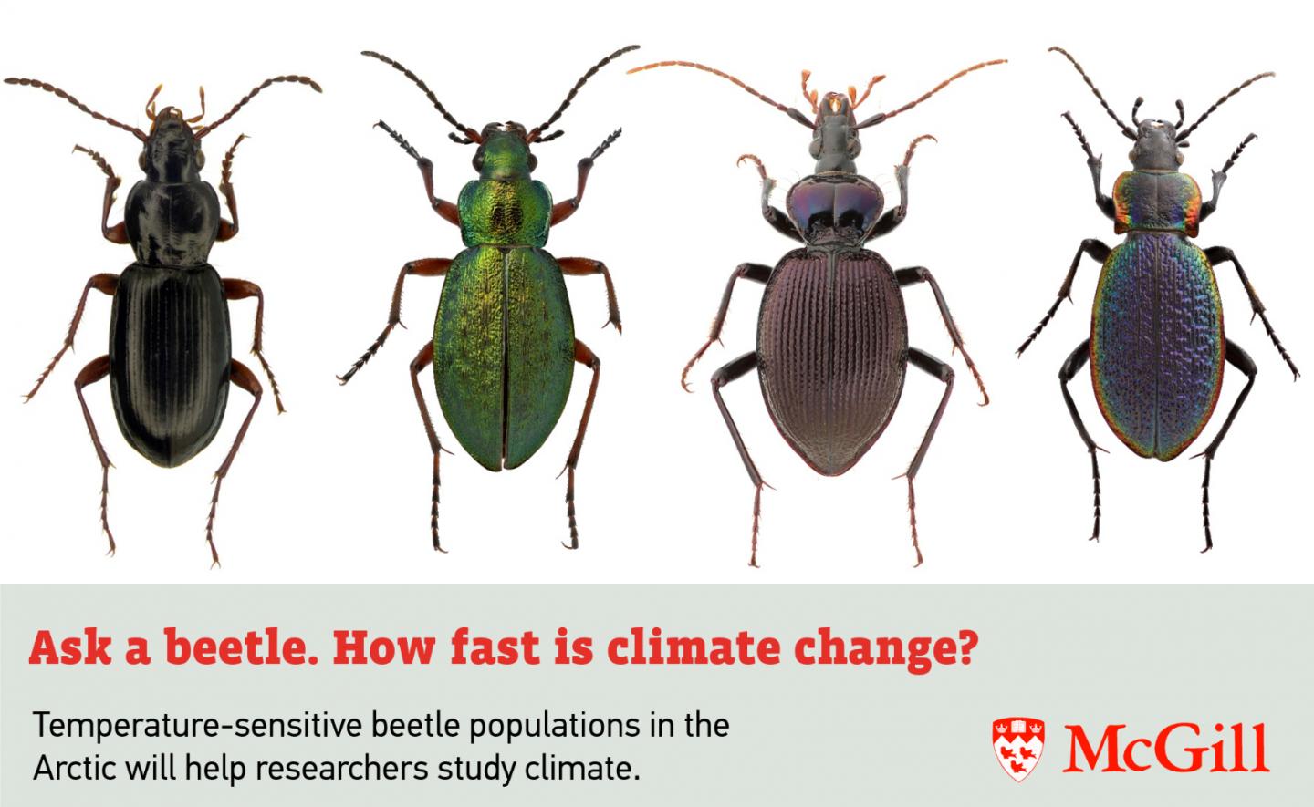Arctic beetles may be ideal marker of climate | EurekAlert!