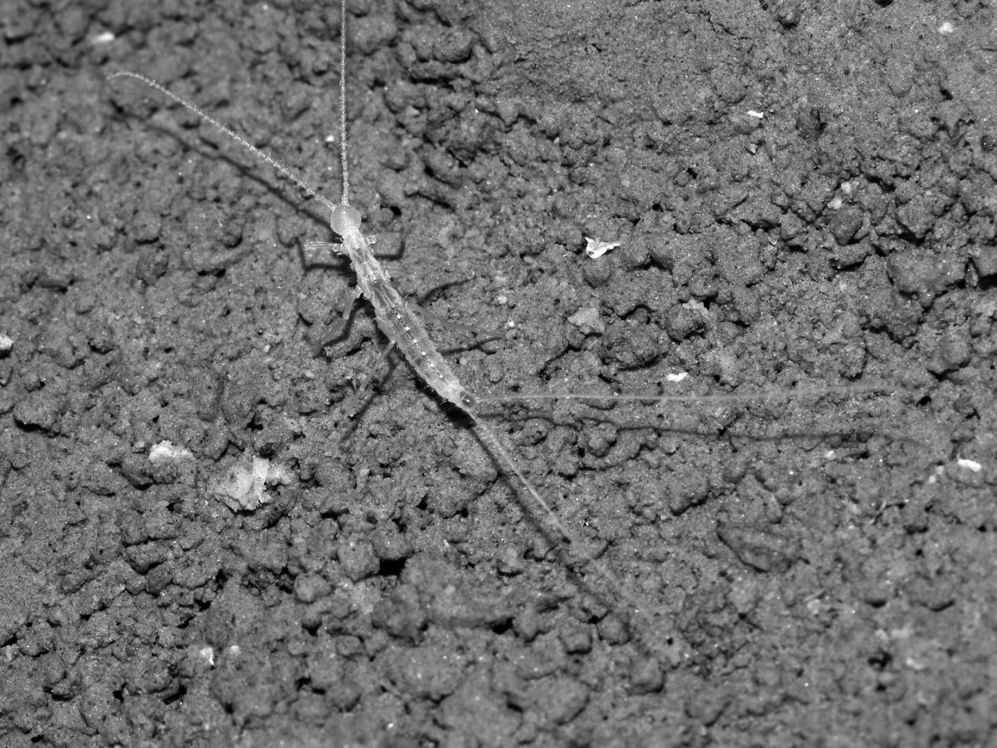 A Two-Pronged Bristletail of t [IMAGE] | EurekAlert! Science News Releases