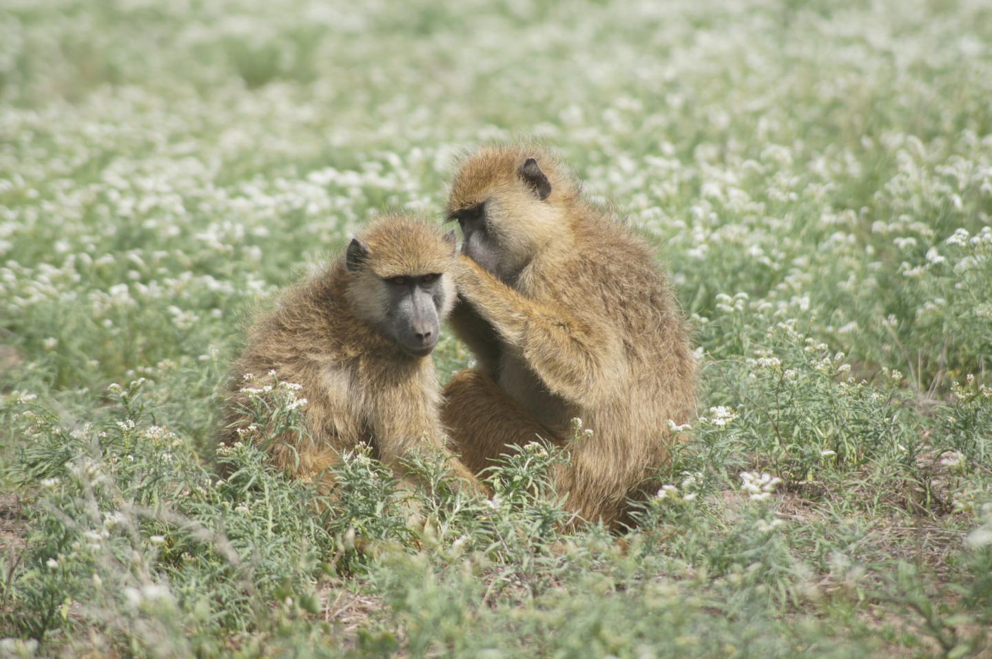 Early adversity and adult stress hormone leve | EurekAlert!