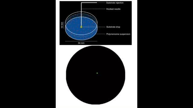 Sugar Gradient Propels Brain-Homing 'Nanoswim | EurekAlert!