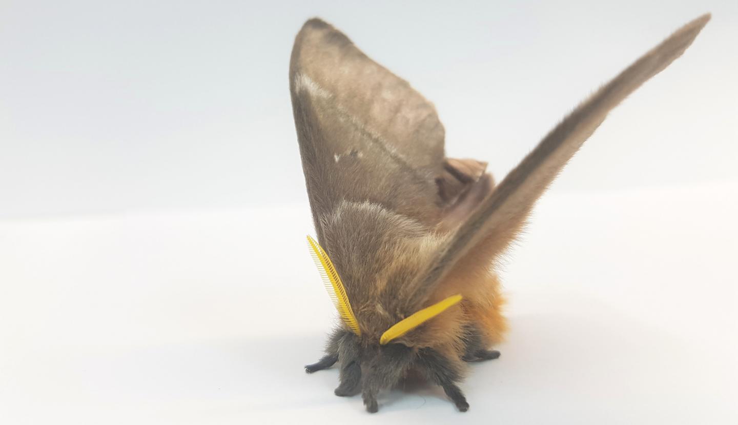 Fluffy Moth Species [IMAGE] | EurekAlert! Science News Releases