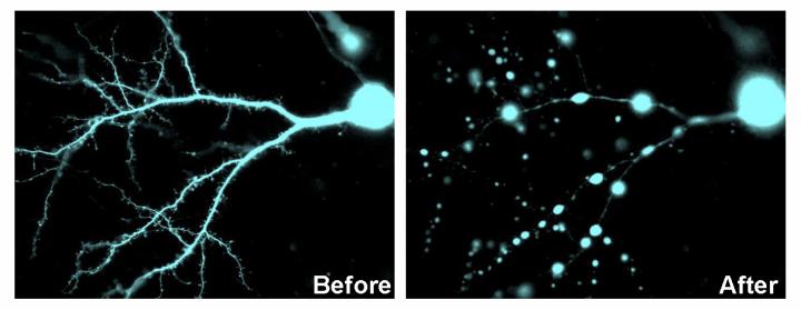 Neuron [IMAGE] | EurekAlert! Science News Releases