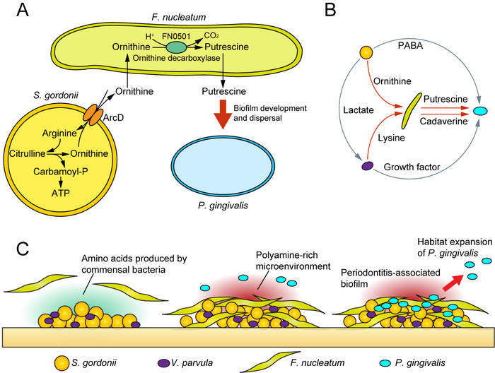 Microbial food chain: Nutritional interaction | EurekAlert!