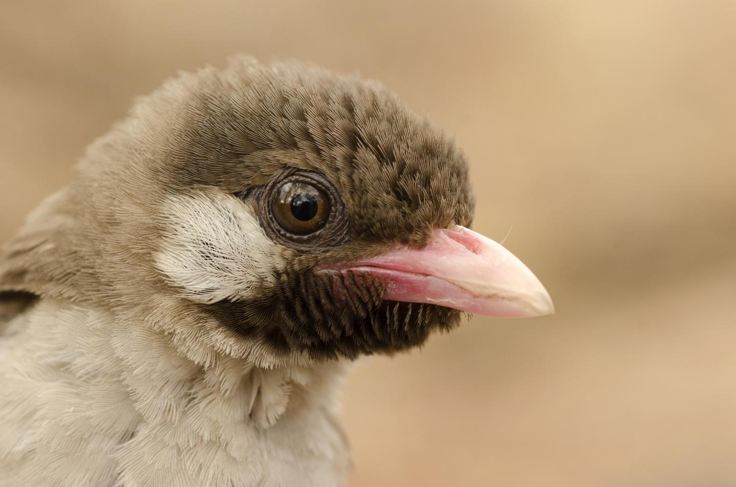 A Sweet Example of Human and Wild Animal Coll | EurekAlert!