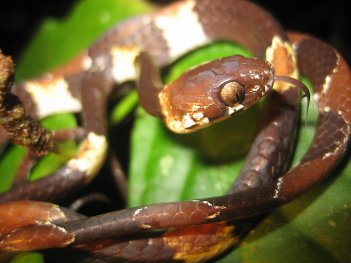 The Hidden Snail-eating Snake, [IMAGE] | EurekAlert! Science News Releases