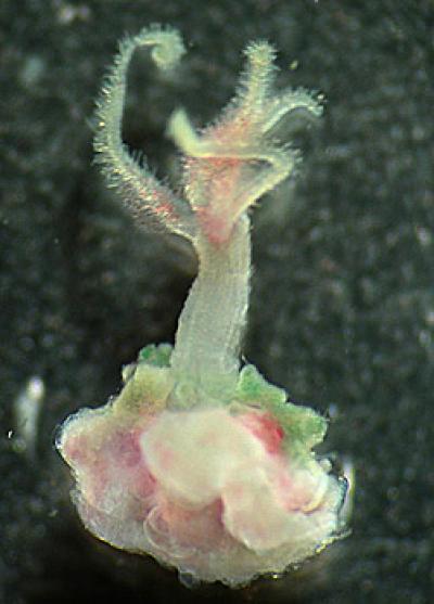 Green Boneworm Showing Roots [IMAGE] | EurekAlert! Science News Releases