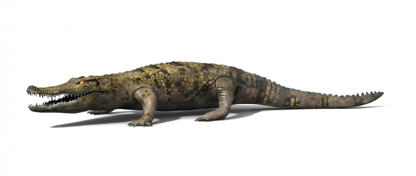 Study: The Last 'Caimans' Livi [IMAGE] | EurekAlert! Science News Releases