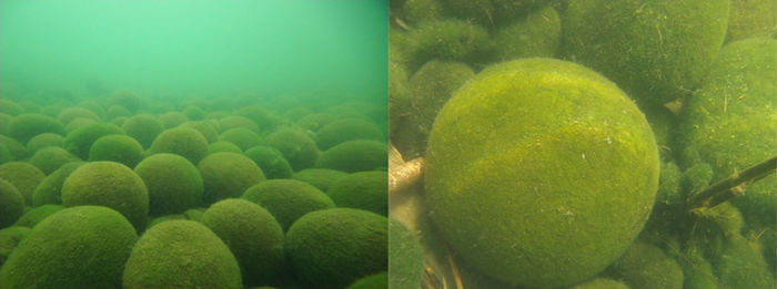 Marimo have age rings! ~Algae balls’ growth | EurekAlert!