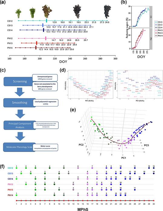 Deciphering grape development: a groundbreaki | EurekAlert!