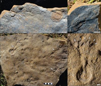 Deep-Water Ediacaran Fossils [IMAGE] | EurekAlert! Science News Releases