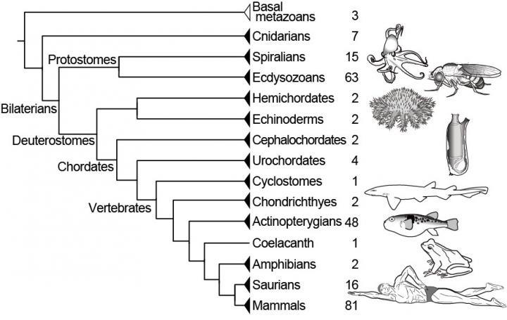 Species Genome Datasets Employ [IMAGE] | EurekAlert! Science News Releases