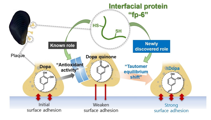How mussels maintain adhesion underwater | EurekAlert!