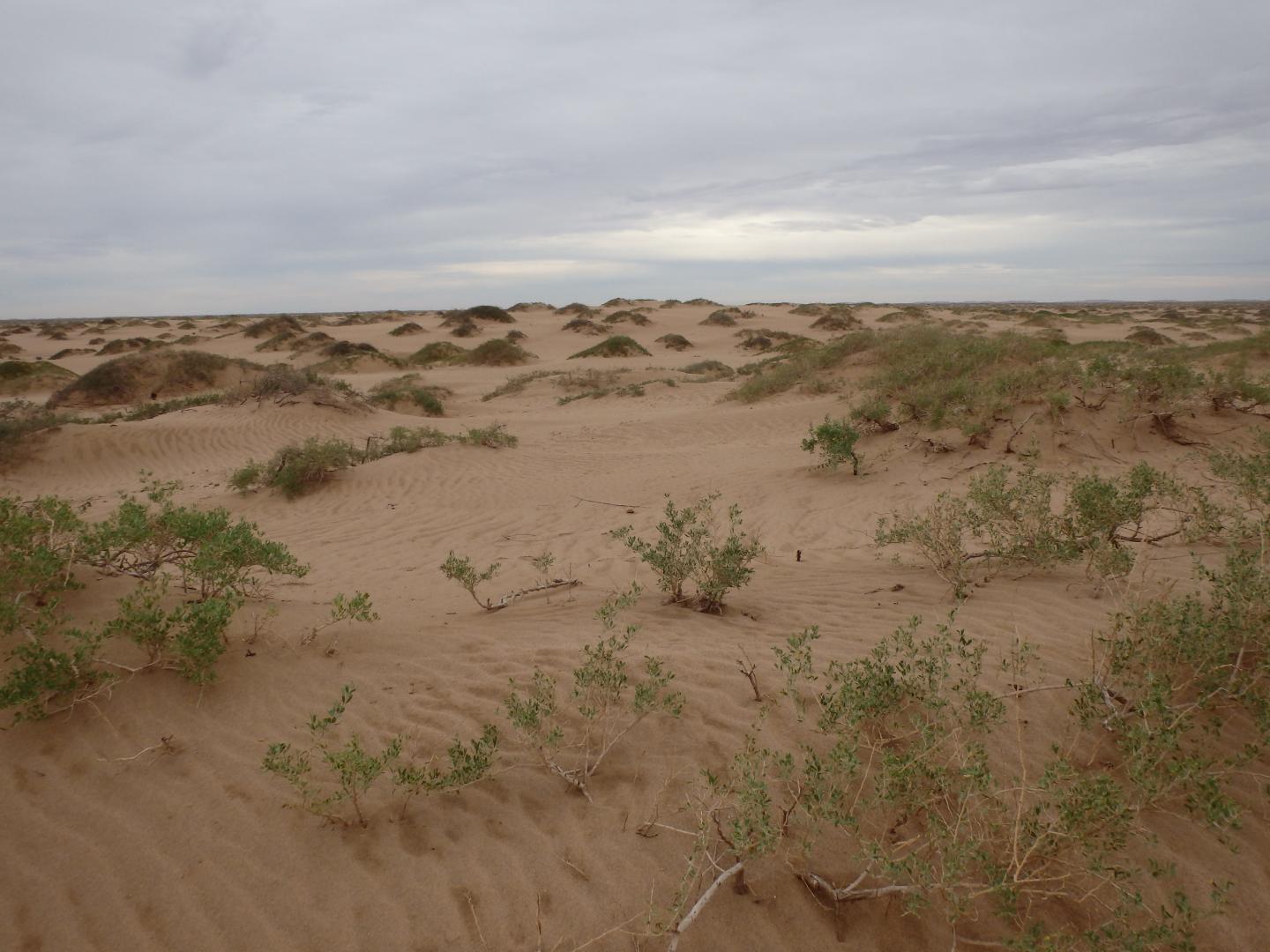 Sand dunes are important desert dust sources | EurekAlert!