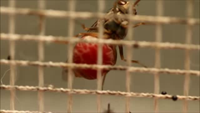 Tsetse Fly Genome Could Help Combat Sleeping | EurekAlert!