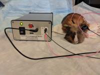 Noninvasive Tinnitus Treatment Turns Volume D | EurekAlert!