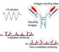UV light controls antibodies, improves biosen | EurekAlert!
