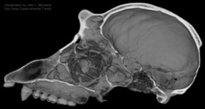 CARTA to digitize extensive primate collectio | EurekAlert!