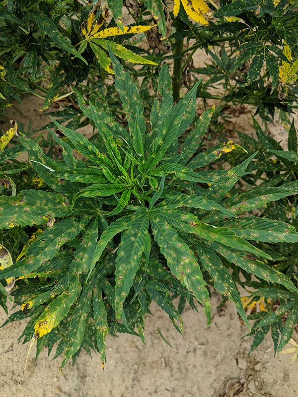 As the American hemp industry grows, so does | EurekAlert!