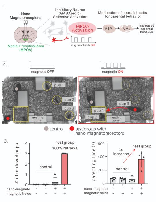 Figure 3. Experiment on regula [IMAGE] | EurekAlert! Science News Releases