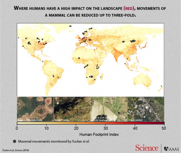 Where Humans Set Up Camp, Anim [IMAGE] | EurekAlert! Science News Releases