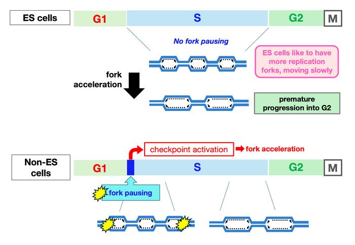 Comparison of DNA Replication [IMAGE] | EurekAlert! Science News Releases