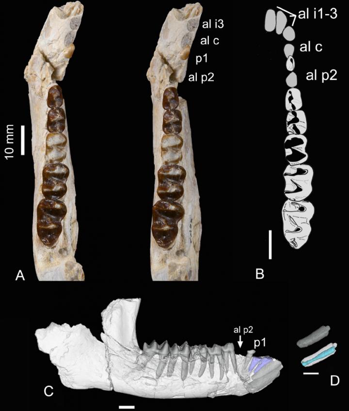 Jaw and Teeth Fossils [IMAGE] | EurekAlert! Science News Releases