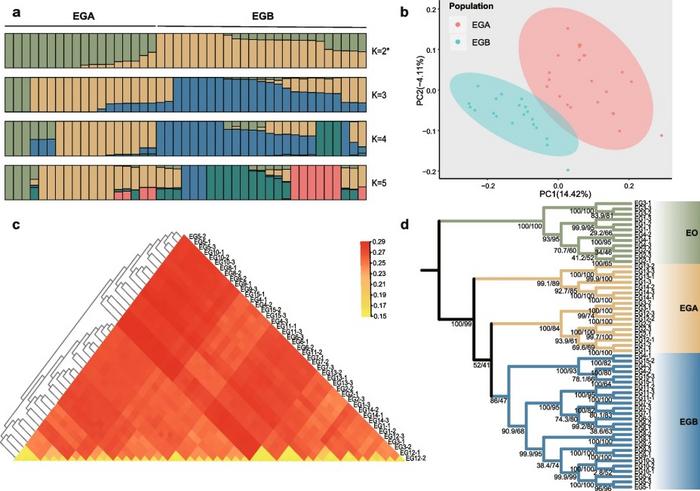Population structure of tea gr [IMAGE] | EurekAlert! Science News Releases