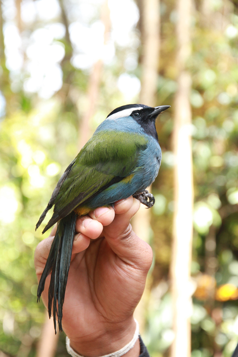 Paramythia Montium [IMAGE] | EurekAlert! Science News Releases